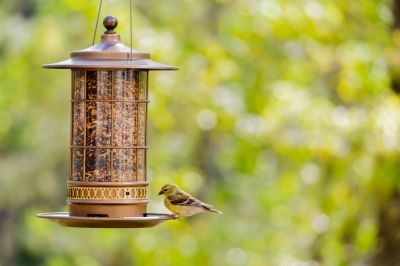 Expert Bird Feeder Installation for Peaceful Outdoor Spaces